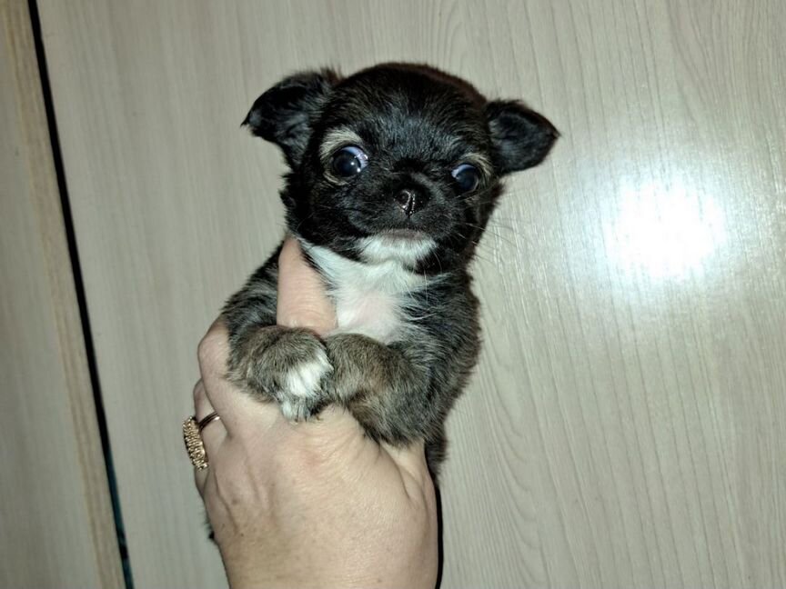 Милашки чихуашки д/ш