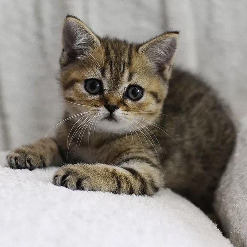 Шотландский прямоухий короткошёрстный котёнок
