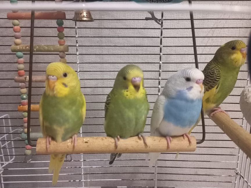 Волнистый попугай ручной