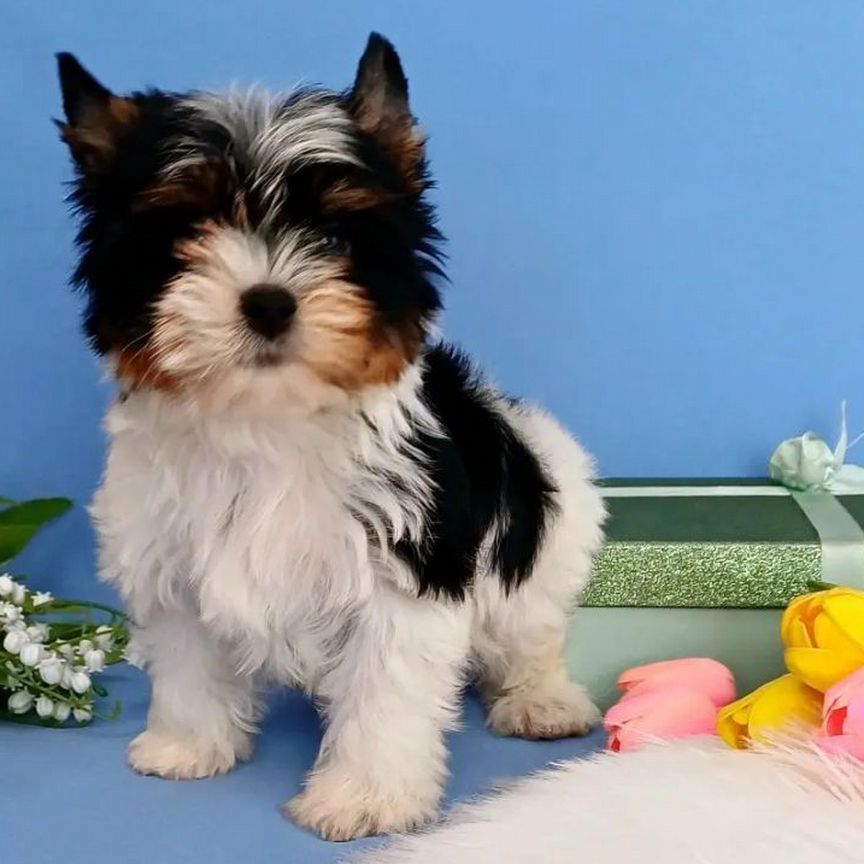 Бивер-йоркширский терьер, щенок