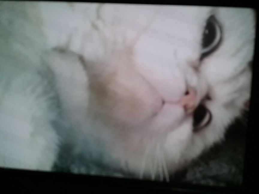 Шотландский котик