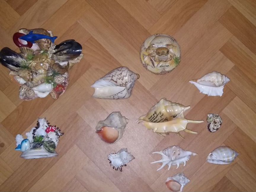 Ракушки морские