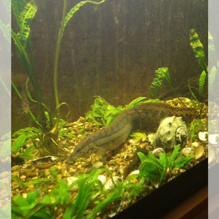 Отдам макрогнатуса