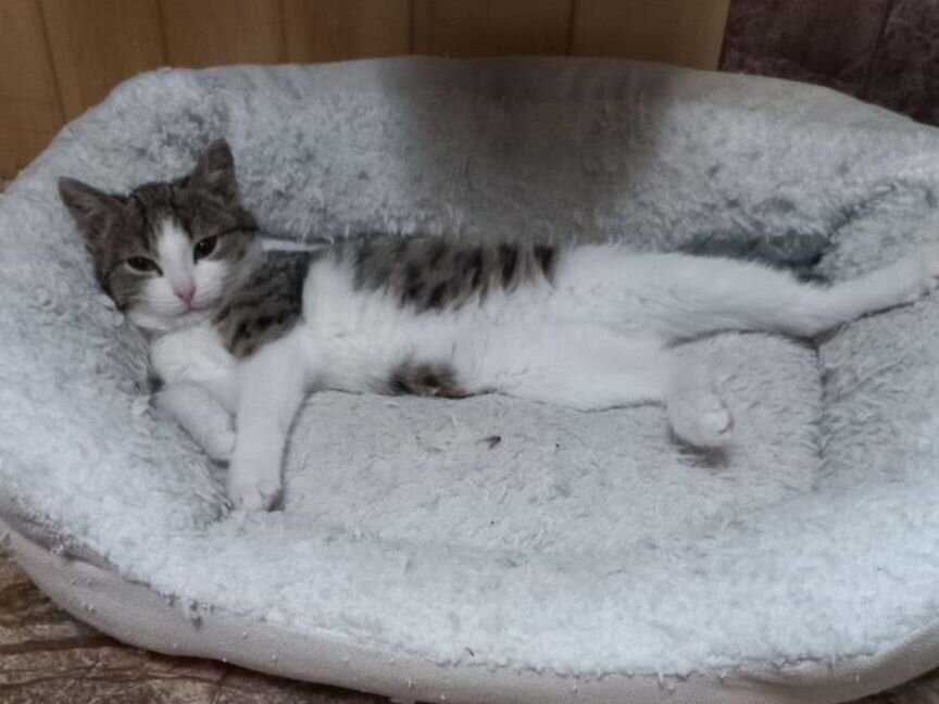 Белый котенок девочка бесплатно приучен к лотку