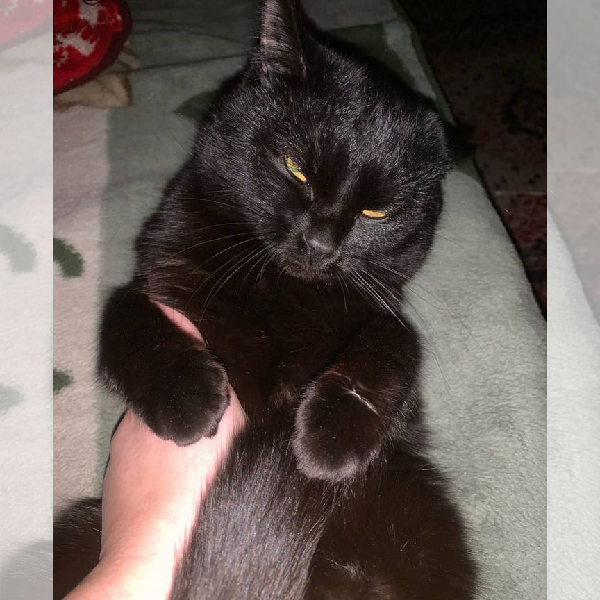 Взрослый кот в добрые руки