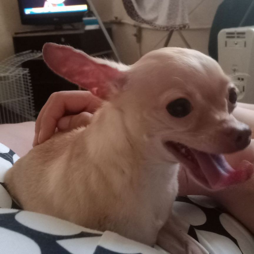 Отдам в добрые руки