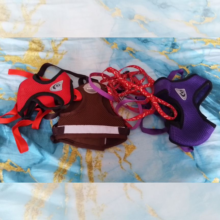 Шлейка для кошки и собак