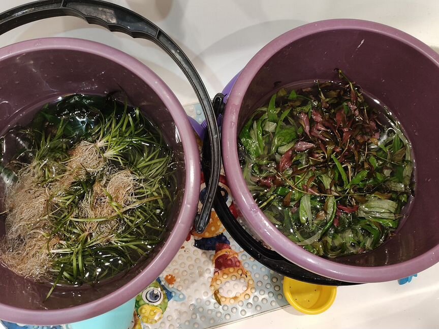 Водоросли растения для аквариума