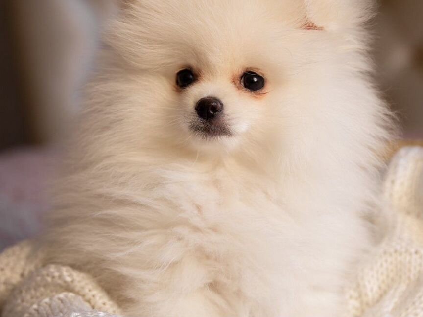 Щенок померанский шпиц белый, кремовый