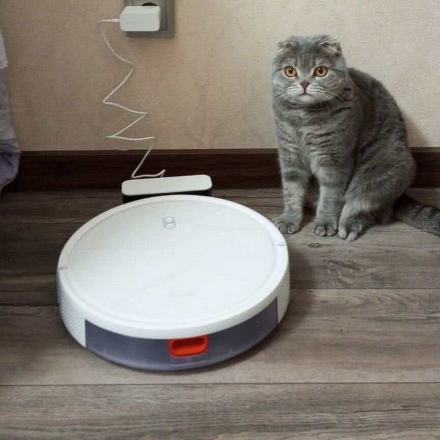 Шотландская вислоухая короткошёрстная, взрослая кошка