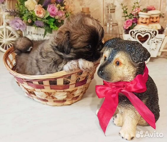 Щенок пекинеса