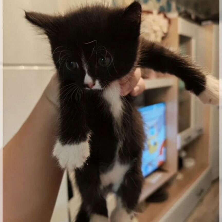 Котёнок в добрые руки
