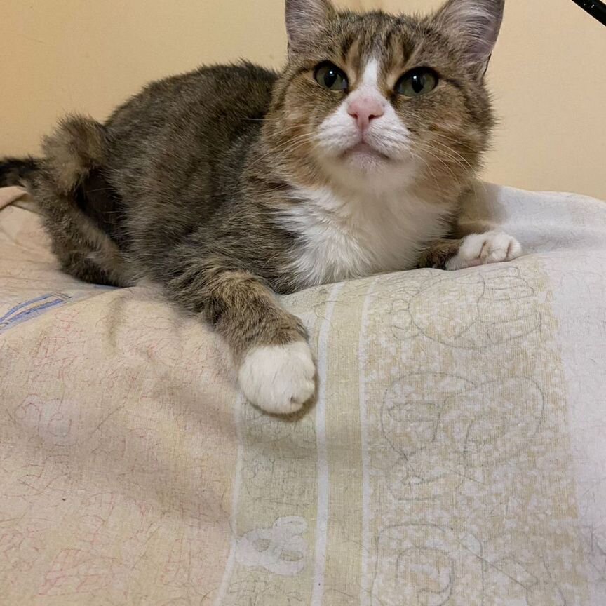 Кошечка в добрые руки