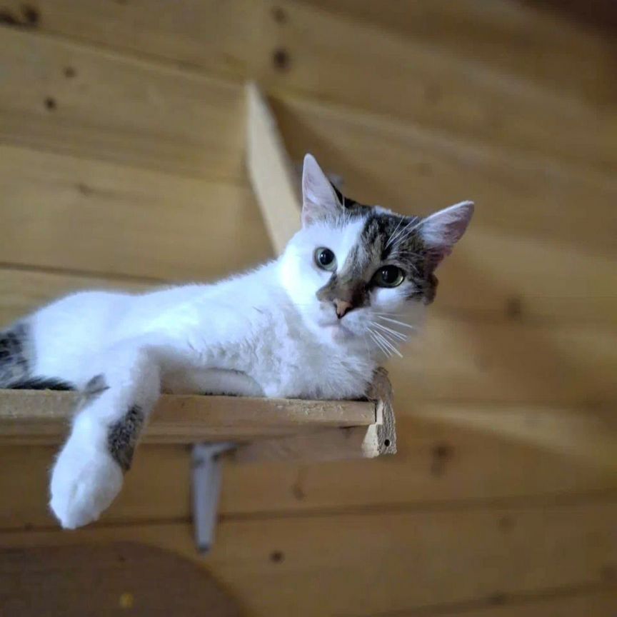 Ищем дом для ласкового кота Итана