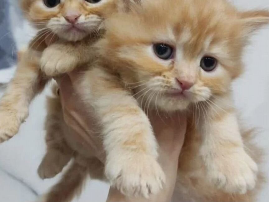 Британский непоседа