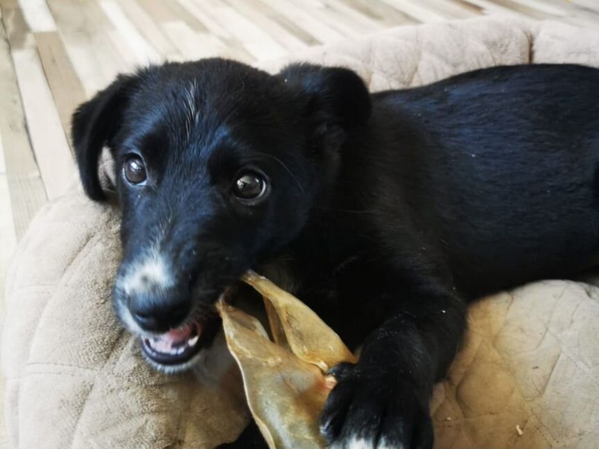 Замечательный щенок мальчик