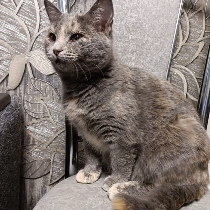 Кошки