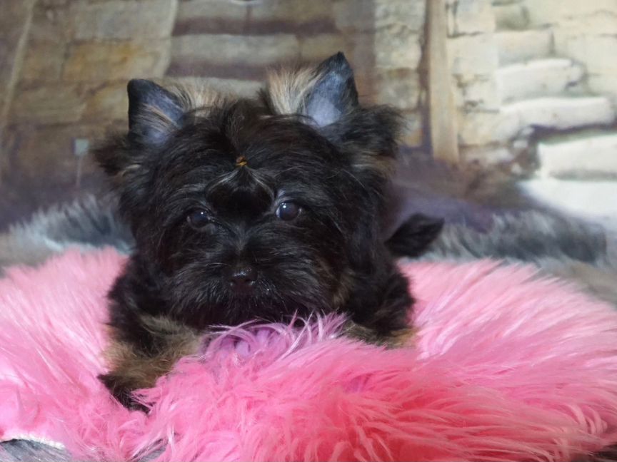 Йорк черная девочка