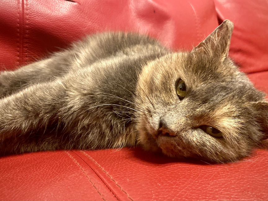 Русская дымчато-рыжая кошка