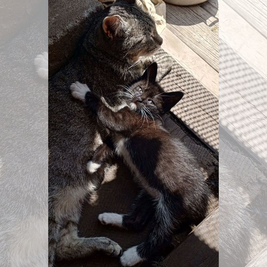 Котёнок