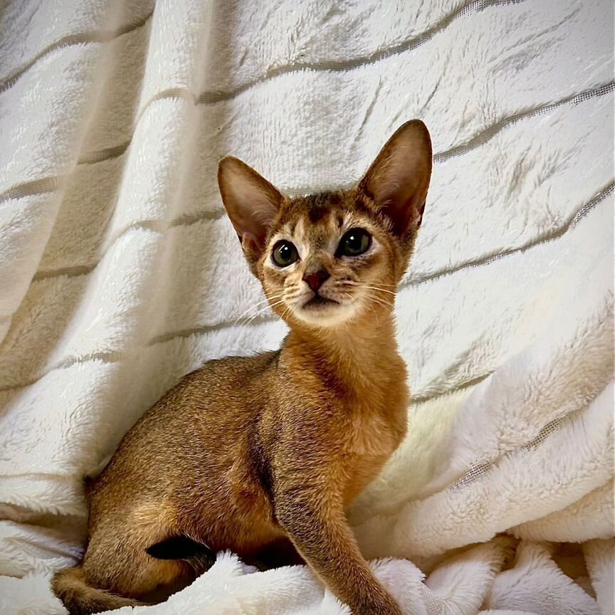 Абиссинская девочка