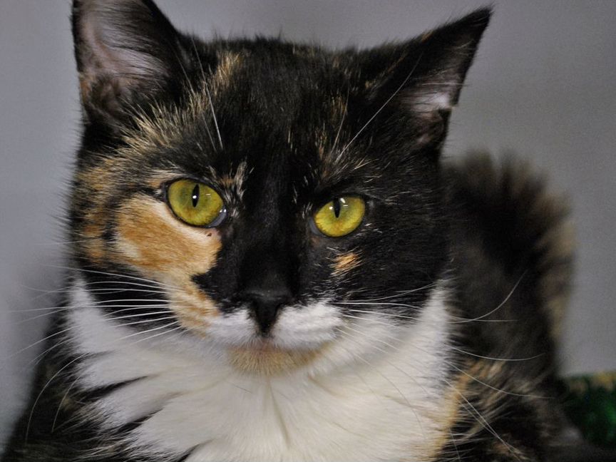 Котёнок ищет семью