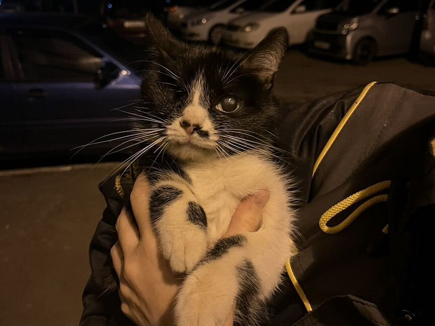 Кошка