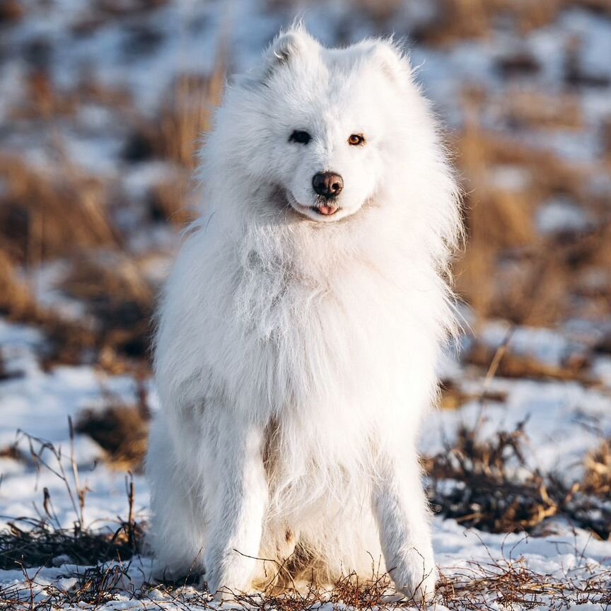 Веня из приюта