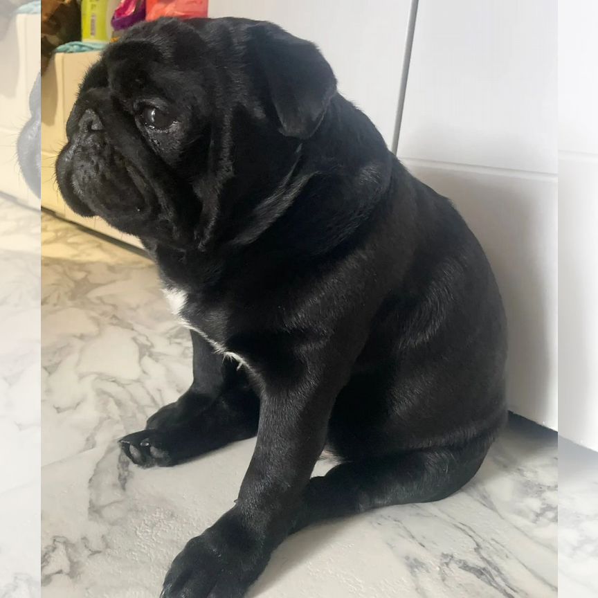 Мопс, взрослый пёс