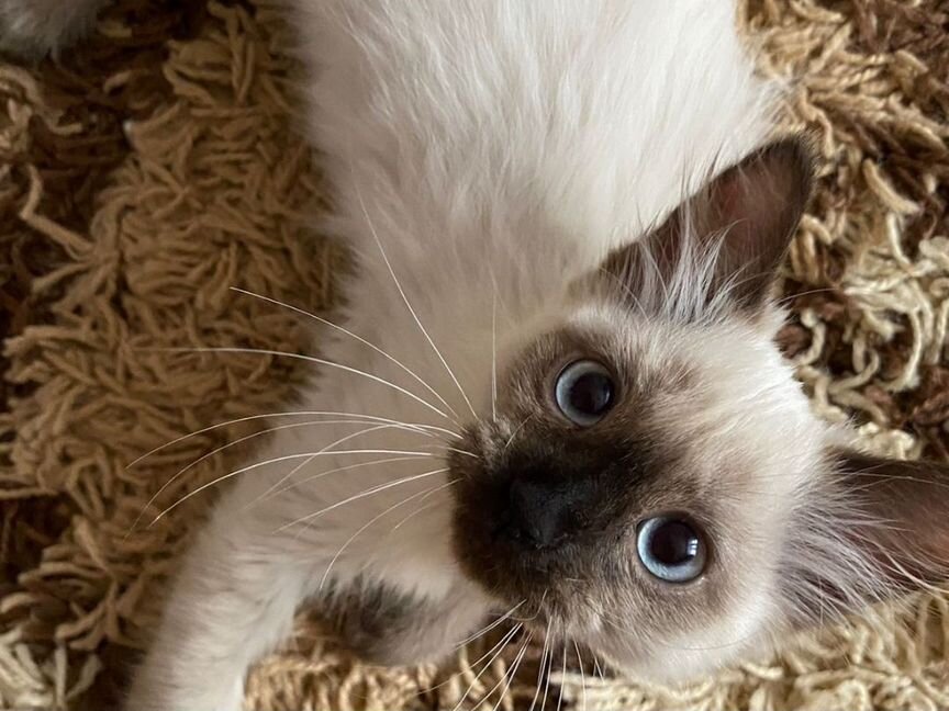 Котёнок Сиамский (Тайский)