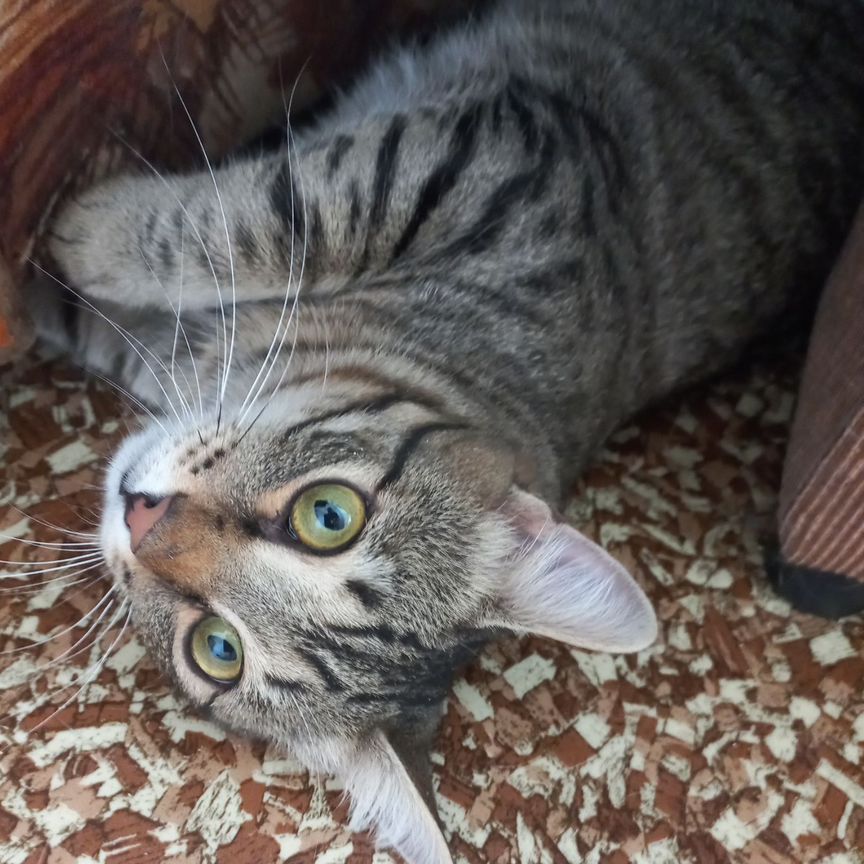 Кастрированный котик