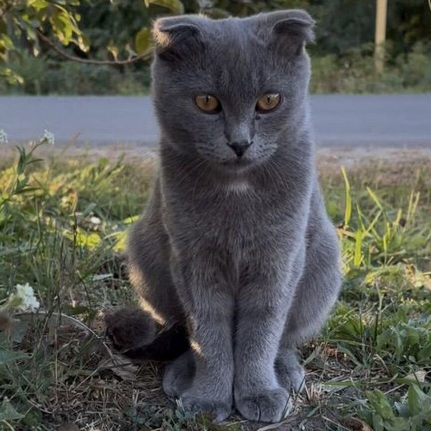 Котята в добрые руки бесплатно