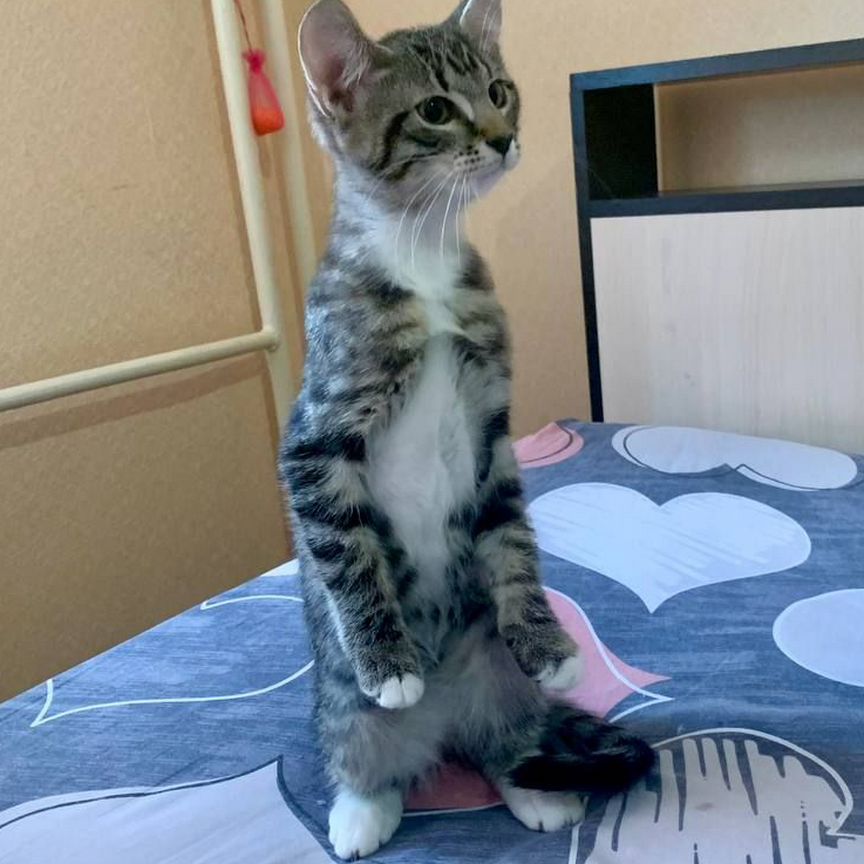 Отдам в добрые руки