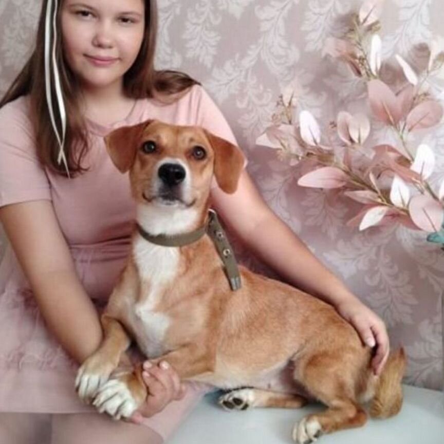 Собачка Инжирка ищет дом