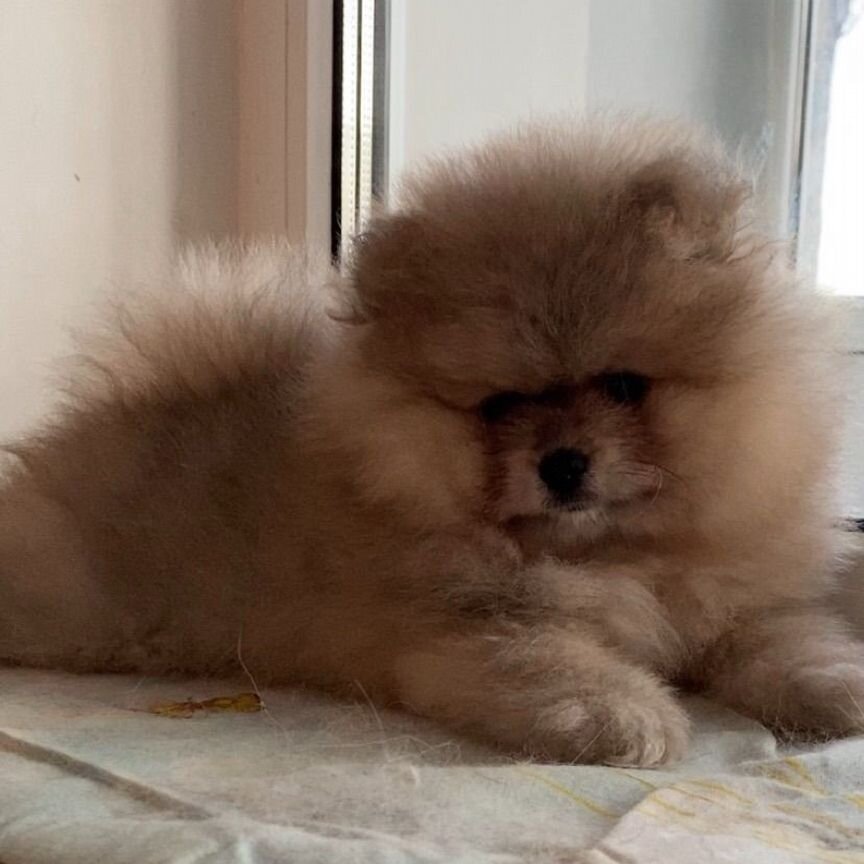 Померанский шпиц, щенок