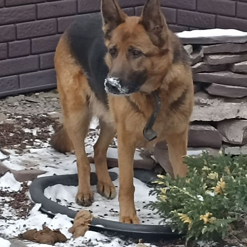 Немецкая овчарка, щенок