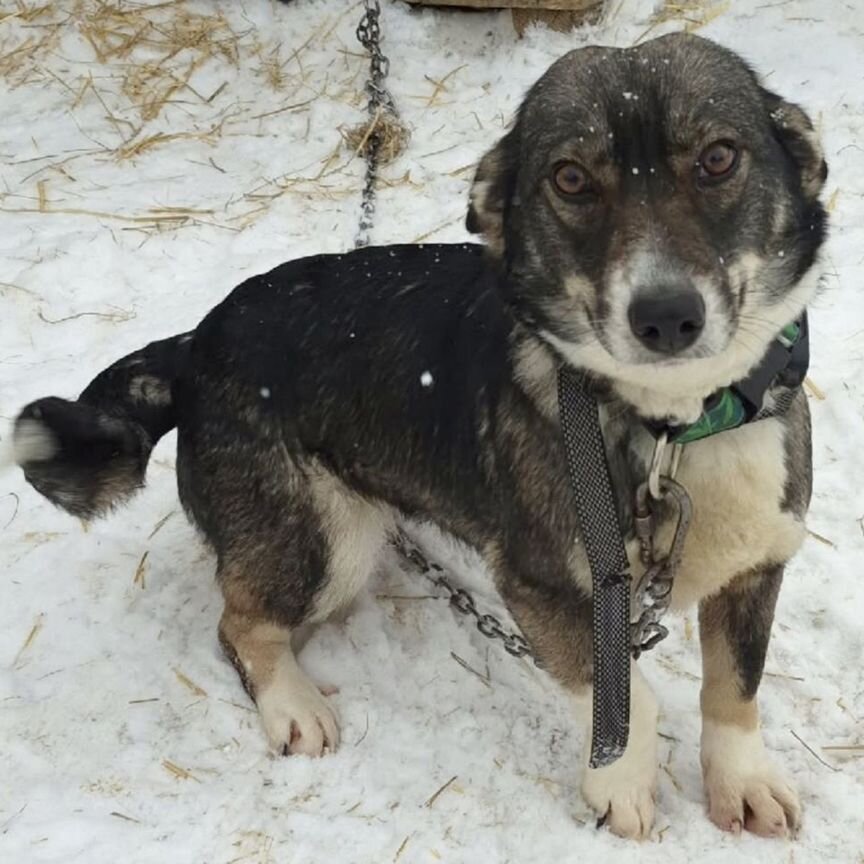 Взрослая собака из приюта