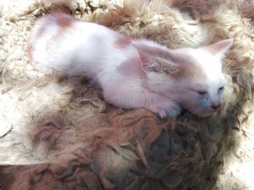 Котята в добрые руки бесплатно