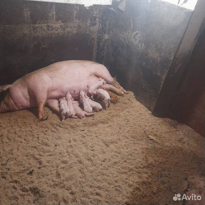 Поросенок ландрас