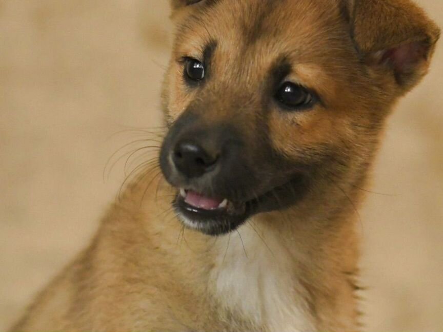 Щенок в добрые руки