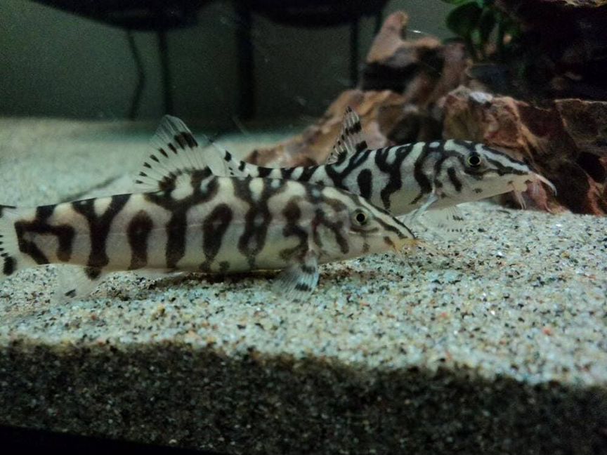 Боция мраморная