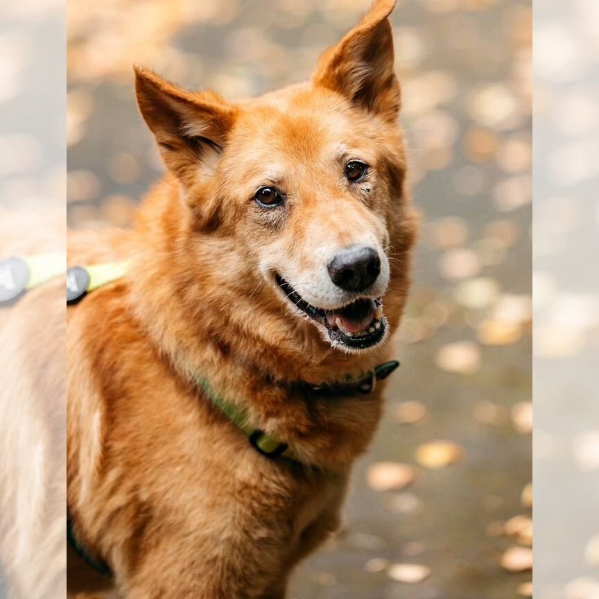 Взрослый пёс в добрые руки