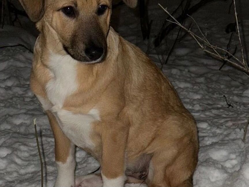 Щенок в добрые руки