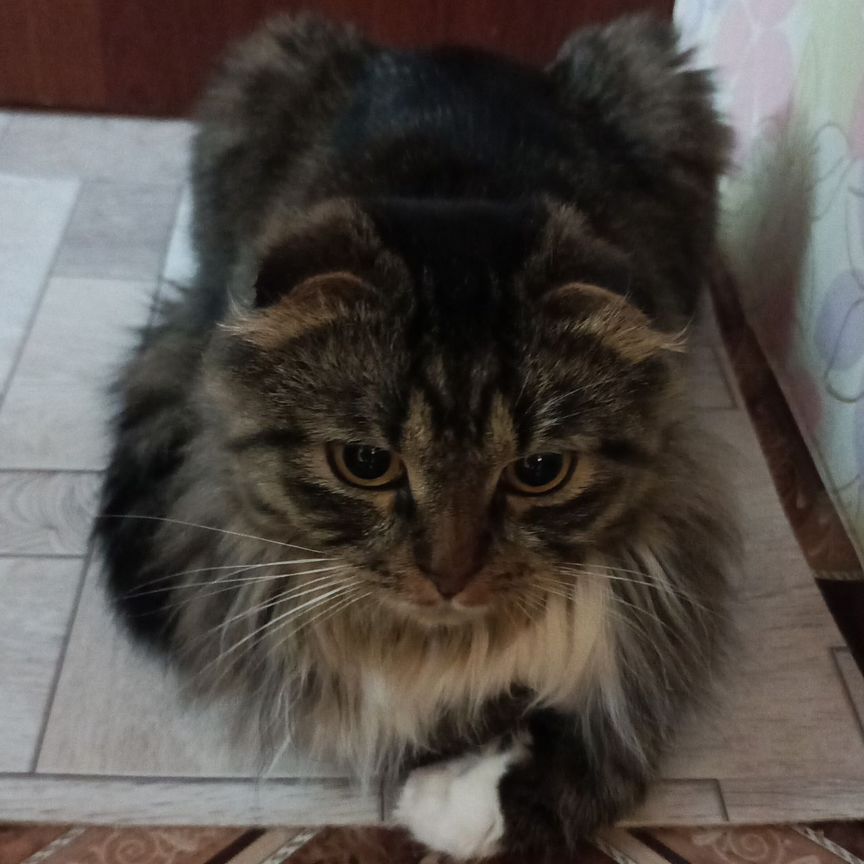 Шотландский вислоухий кот