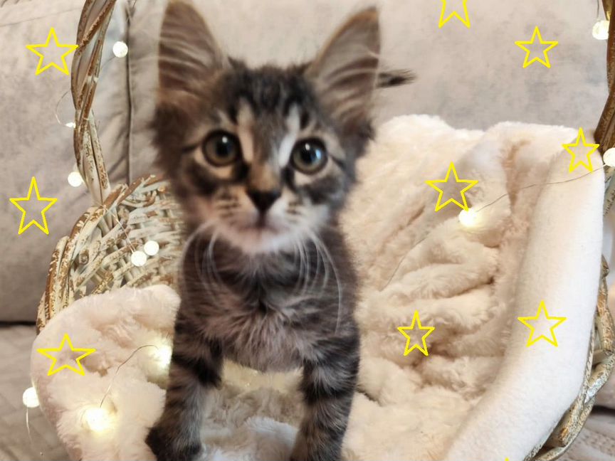 Котенок Феденька с короткой лапочкой