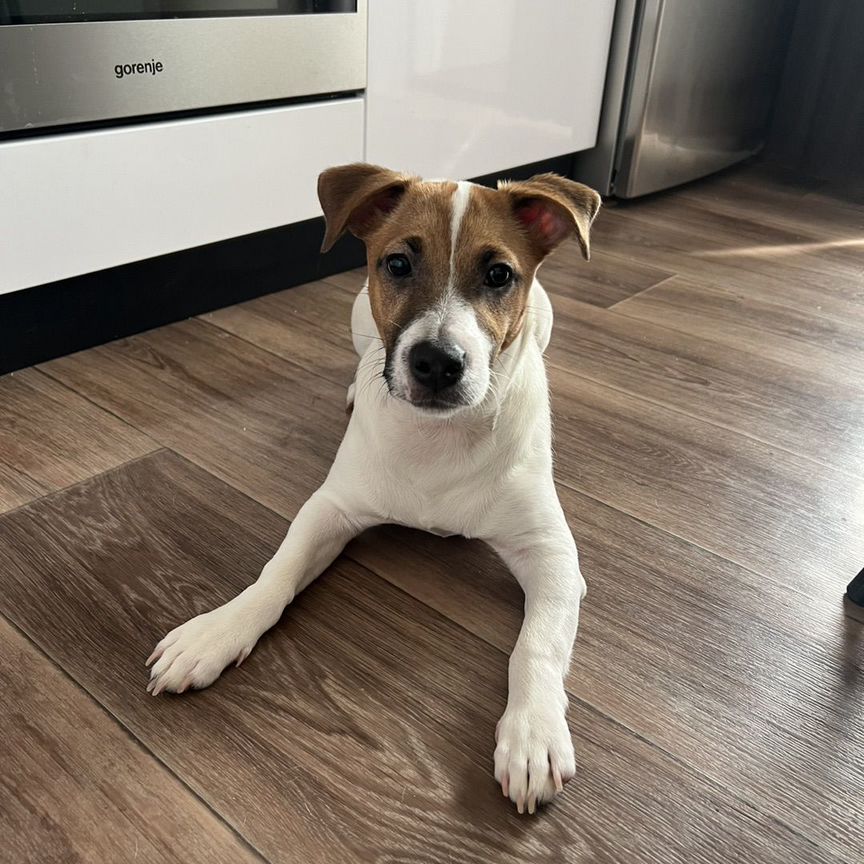 Джек рассел терьер