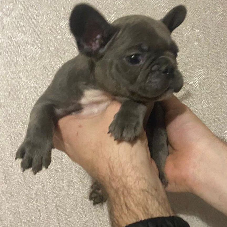 Французский бульдог, щенок