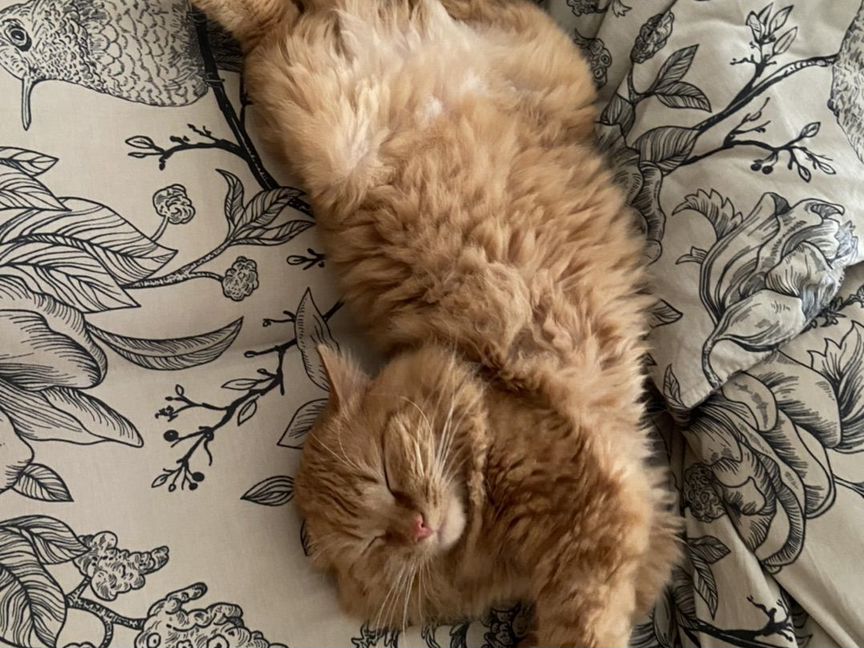 Кот в добрые руки