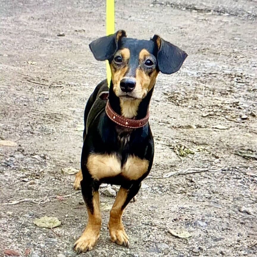 Взрослая собака в добрые руки