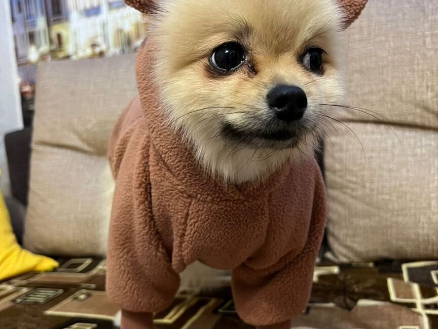 Одежда для питомца